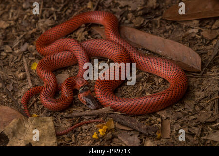 A Vibrant False Coral Snake (Oxyrhopus sp.) in the Peruvian Amazon ...