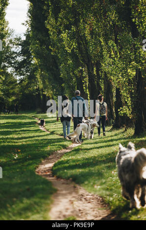 Woman walking with a happy group dogs in the park Stock Photo - Alamy