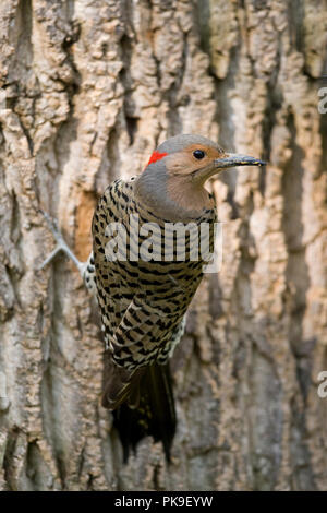 European starling in northern flicker nest cavity Stock Photo - Alamy