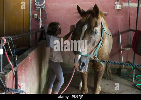 little girl cleaning a horse in the stables Stock Photo - Alamy