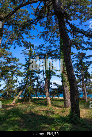 The beach and pine trees at Amanohashidate in Kyoto Prefecture, Japan ...