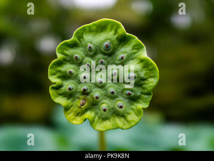 Dried lotus pod, Kansai region, Kyoto, Japan Stock Photo - Alamy