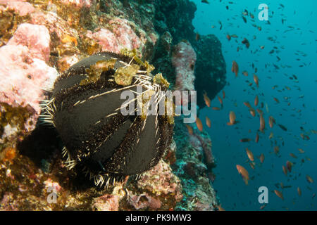 French Polynesia, Tahuata Island: sea shuttle Te ata o hiva anchored at ...