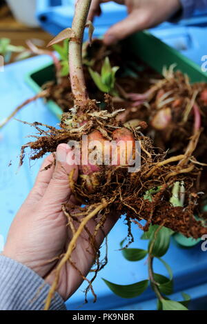 Oriental Lilium or Lilies bulbs sprouting Stock Photo - Alamy