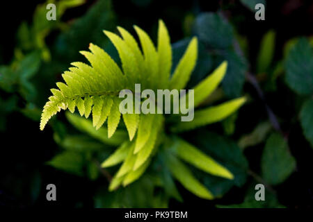 fern bed in woodland garden Stock Photo - Alamy