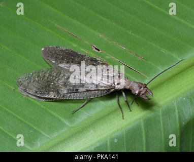 Eastern Dobsonfly, Corydalus cornutus, female Stock Photo - Alamy
