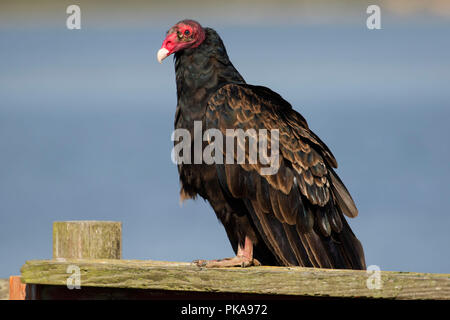 Turkey vulture on Port of Alsea Moorage Dock, Robinson Park, Waldport ...