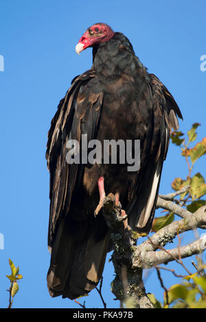 Turkey vulture, Robinson Park, Waldport, Oregon Stock Photo - Alamy