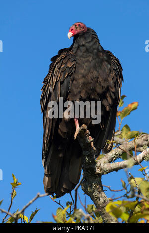 Turkey vulture, Robinson Park, Waldport, Oregon Stock Photo - Alamy