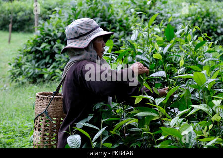 Tea plucker carrying a bamboo basket plucking tea leaves in Araksa Tea ...