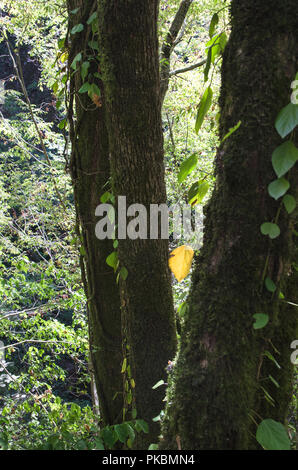 Subtropical beech forest on the Black Sea coast Stock Photo - Alamy