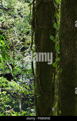 Subtropical beech forest on the Black Sea coast Stock Photo - Alamy