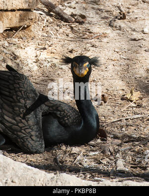 Funny cormorant close-up Stock Photo - Alamy