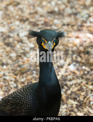 Funny cormorant close-up Stock Photo - Alamy