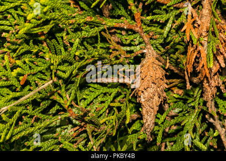 Evergreen Bagworms destroying my ornamental trees (Thyridopteryx ...