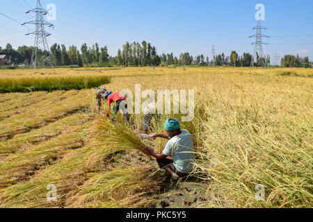 September 12, 2018 - Budgam, Jammu & Kashmir, India - Farmer seen ...
