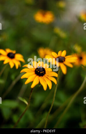 Blossom of black-eyed Susan vine Stock Photo - Alamy