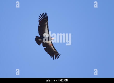 California Condor in Flight Stock Photo - Alamy