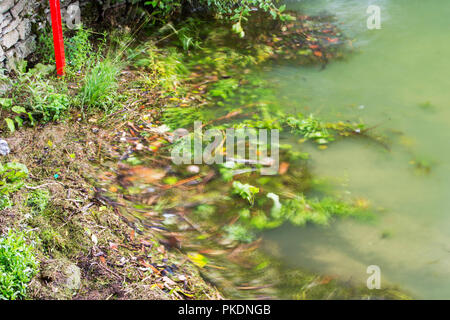 Lake Windermere turned green by an algal bloom. Warmer water ...