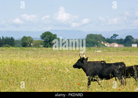 Vache Camarguaise - Cow - Cattle of Camargue - France Stock Photo - Alamy