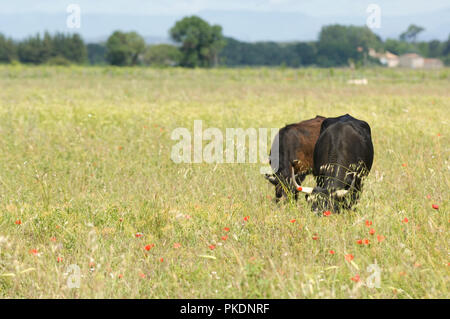 Vache Camarguaise - Cow - Cattle - Camargue - France Stock Photo - Alamy