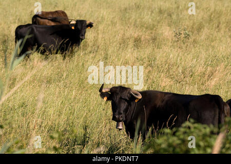 Vache Camarguaise - Cow - Cattle of Camargue - France Stock Photo - Alamy