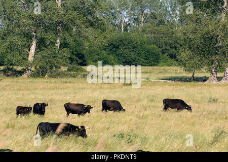 Vache Camarguaise - Cow - Cattle - Camargue - France Stock Photo - Alamy