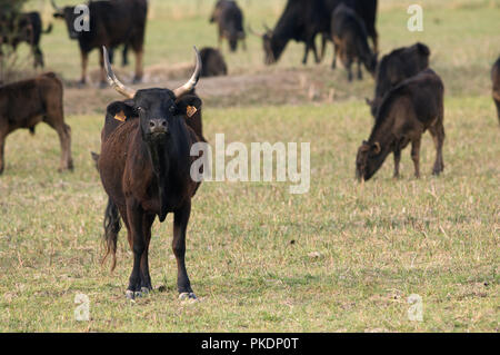 Vache Camarguaise - Cow - Cattle of Camargue - France Stock Photo - Alamy