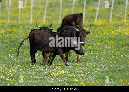Vache Camarguaise - Cattle of Camargue - France Stock Photo - Alamy