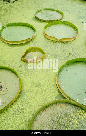 Fresh lotus leaf, flower and lotus seeds isolated on white Stock Photo ...