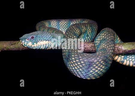 Borneo Pit Viper, Tropidolaemus subannulatus is the most common ...