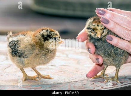 Chicks, young chickens on table playing Stock Photo - Alamy