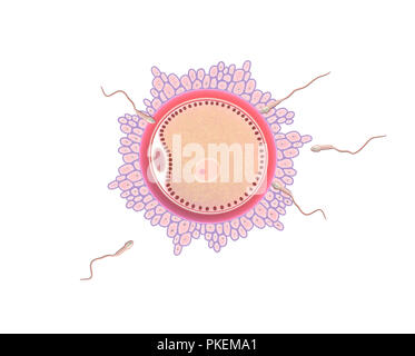 Digital illustration, parts of the ovule Stock Photo - Alamy