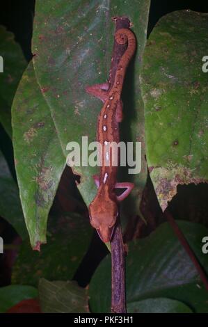 Cat Gecko (Aeluroscalabotes felinus) at night, Kubah National Park ...
