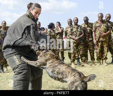 A U.S. Army handler conducts canine-hoist training with a military ...
