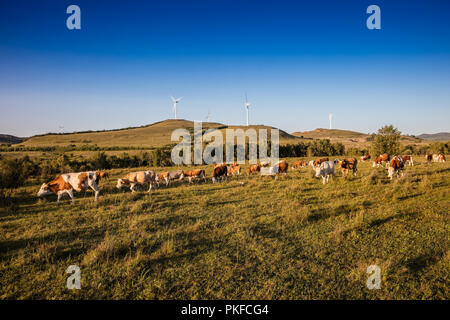 Hebei bashang grassland cattle Stock Photo - Alamy