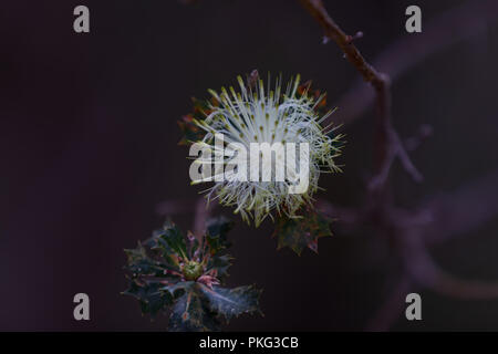 Colorful blooming flowers in Perth botanical garden with its collection ...