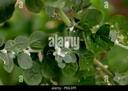 Mountain Knotgrass, Balipoovu Plant Stock Photo - Alamy