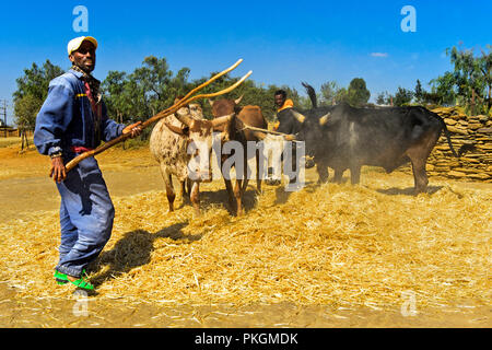 Traditional threshing of Teff (Eragrostis tef) by making Zebu cattle ...