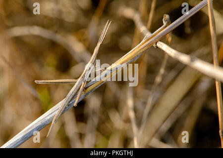 Wild stick insect ( Bacillus rossius ), a cryptic male on a dry stalk ...