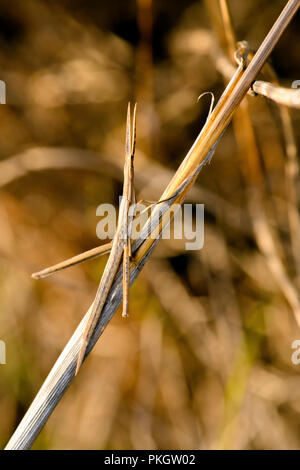 Wild stick insect ( Bacillus rossius ), a cryptic male on a dry stalk ...