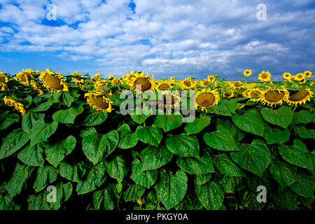 A beautiful shot of sunflowers field under a blue cloudy sky Stock ...