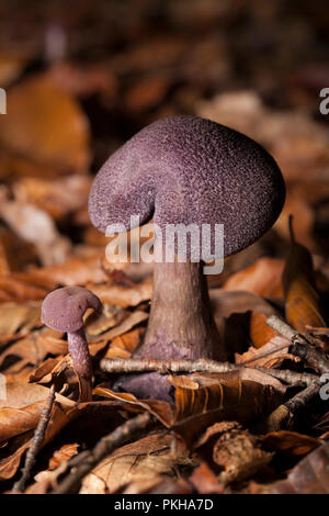 Webcaps (Cortinarius) Fungi Stock Photo - Alamy