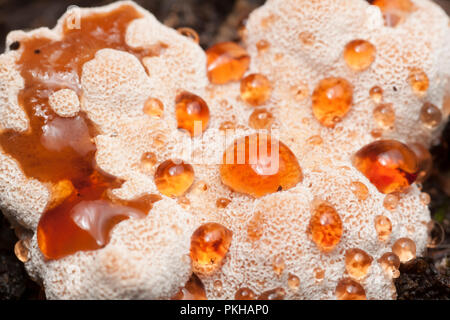 Weeping polypore fungus, Inonotus dryadeus, growing on a fallen, rotten ...