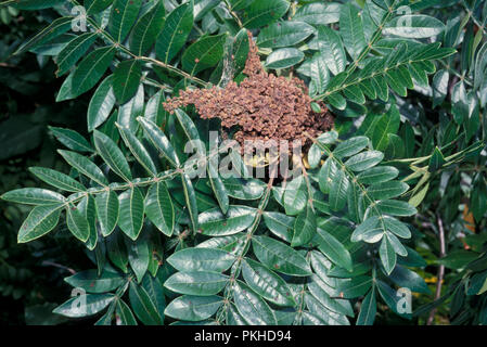 Poison Sumac shrub Toxicodendron vernix or Rhus vernix leaves and ...