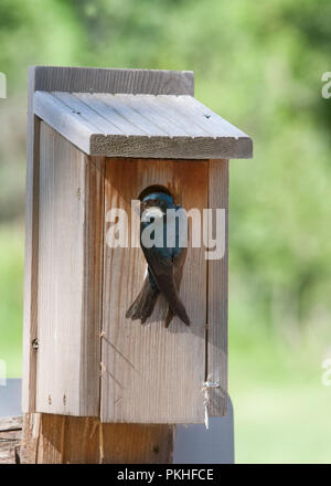 A tree swallow at its nest box Stock Photo - Alamy