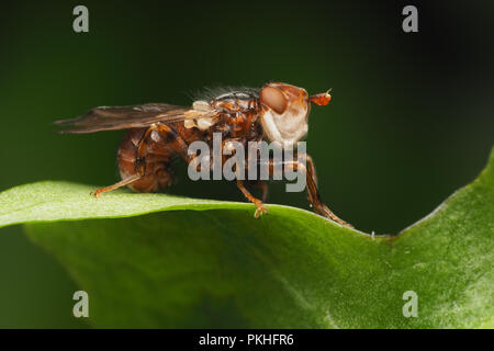 Conopid Fly (Conops testacea) perched on underside of leaf. Tipperary ...