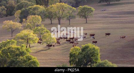 Bashang grassland in Inner Mongolia Stock Photo - Alamy