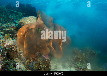 Giant sponges (species unknown) broadcast spawning on shallow tropical ...