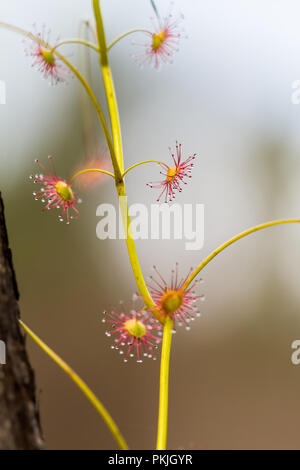 Bright pink flower of the tuberous sundew (Drosera menziesii), in ...
